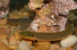 Untitled Document [floridanaturepictures.com]