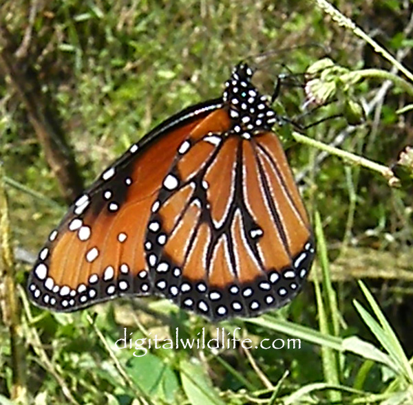 Butterflies Digital Wildlife Florida Nature Photography